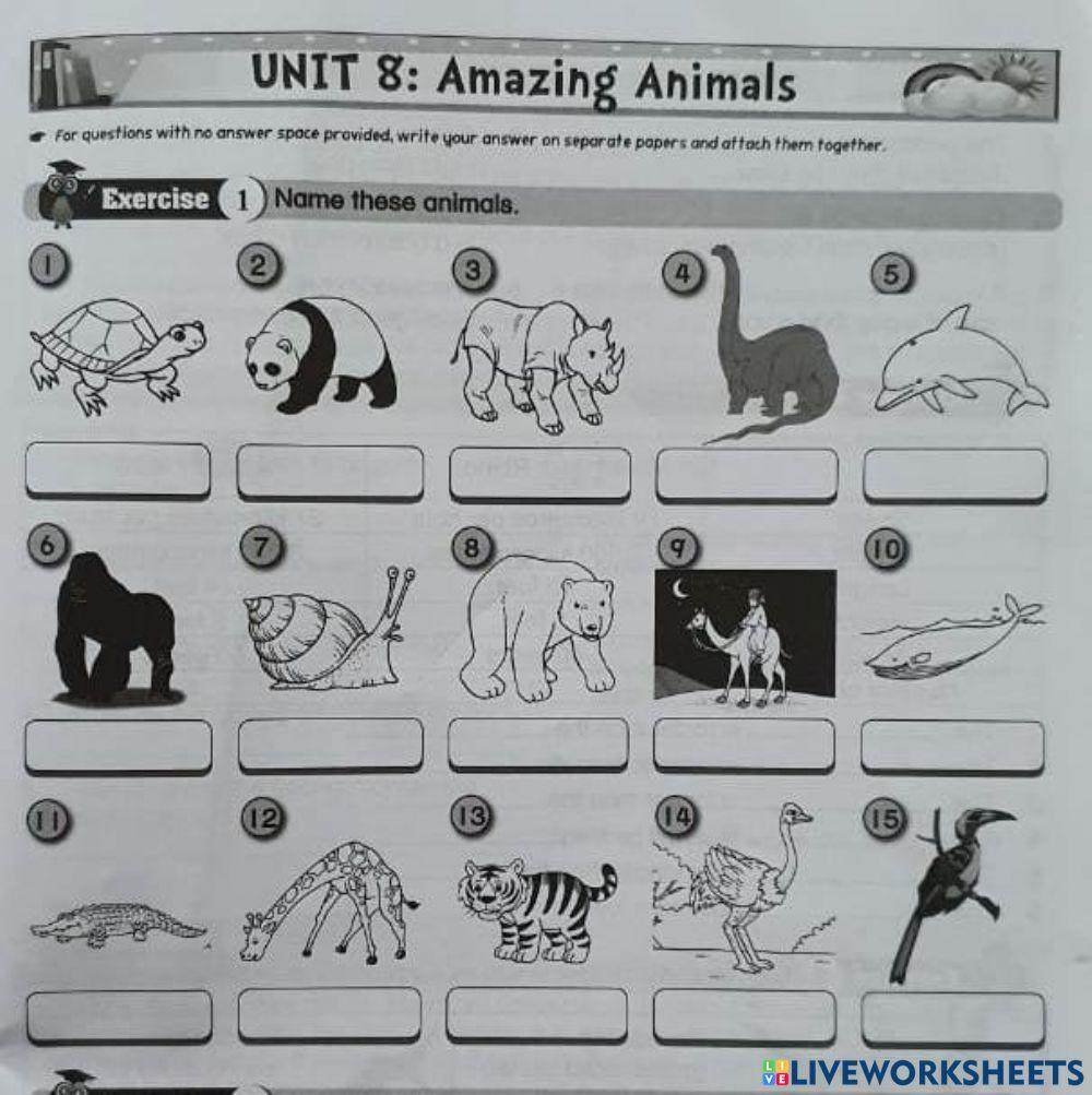 Amazing Animals online exercise for Year 4 | Live Worksheets