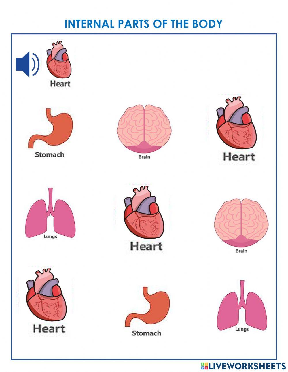 Inner organs 2 worksheet | Live Worksheets