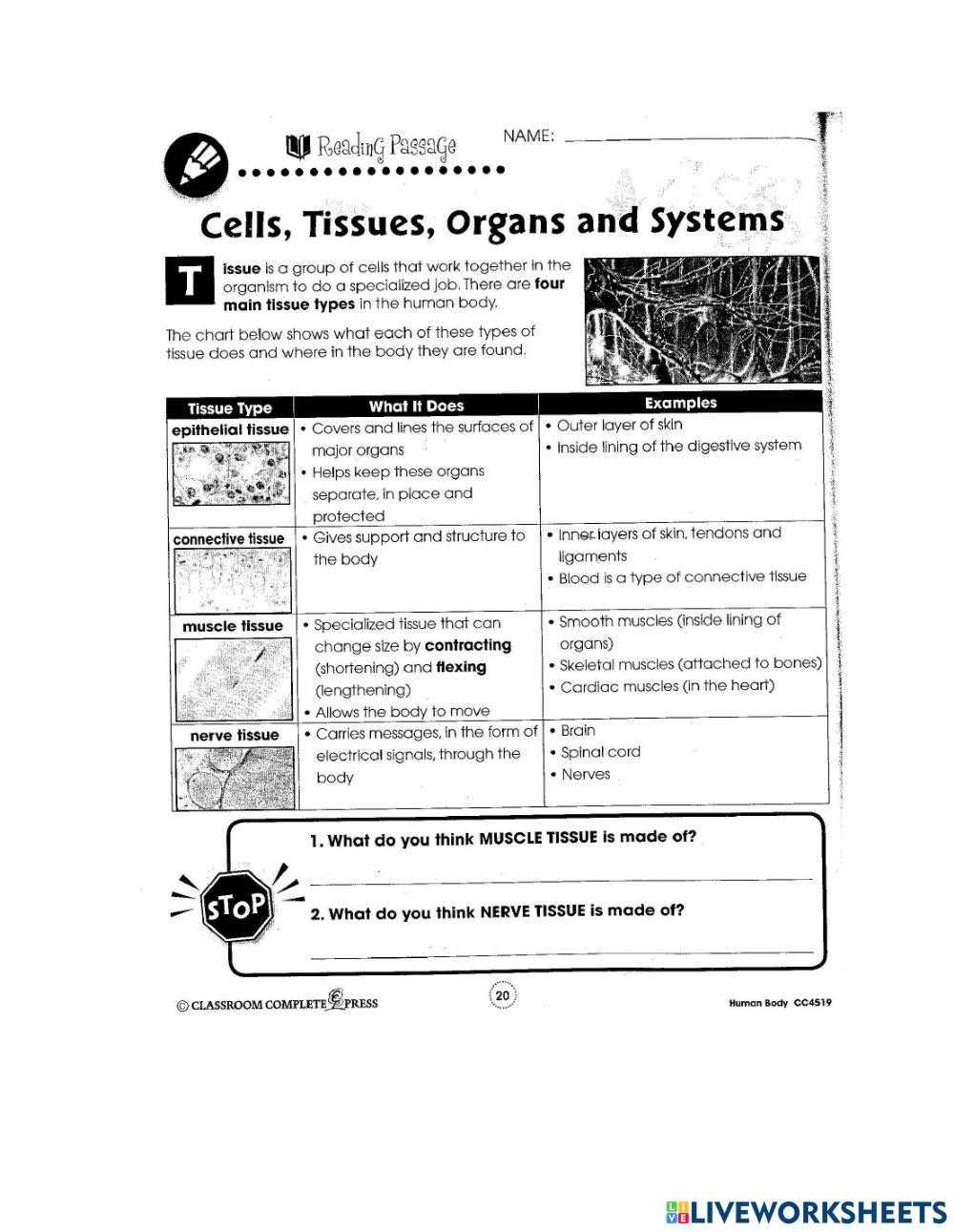 Cells, Tissue a… | Free Interactive Worksheets | 5155945
