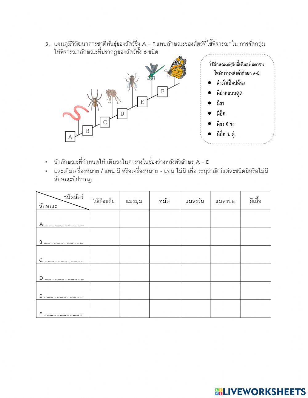 1368042 | Kingdom Animalia | Siriya Thaipukdee