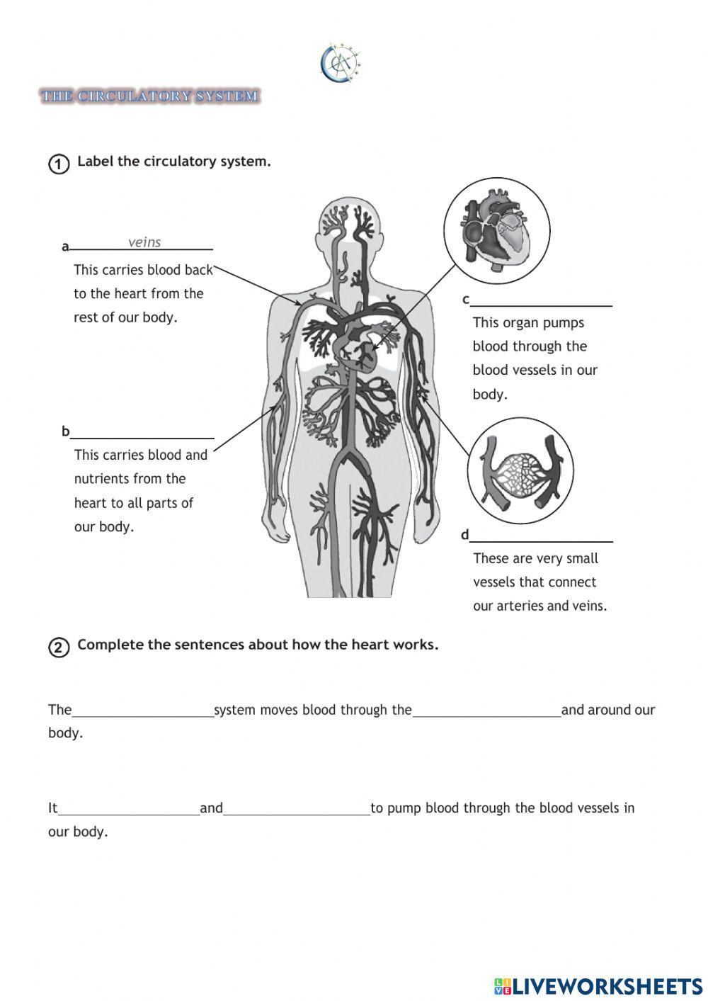 CIRCULATORY SYS… | Free Interactive Worksheets | 5157880
