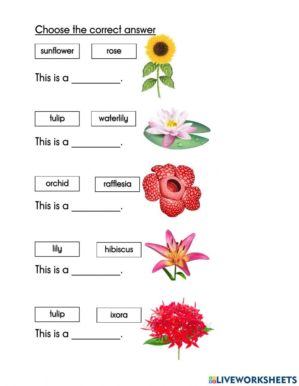 Flowers Activity For Preschool Live Worksheets flowers-activity-for-preschool-live-worksheets