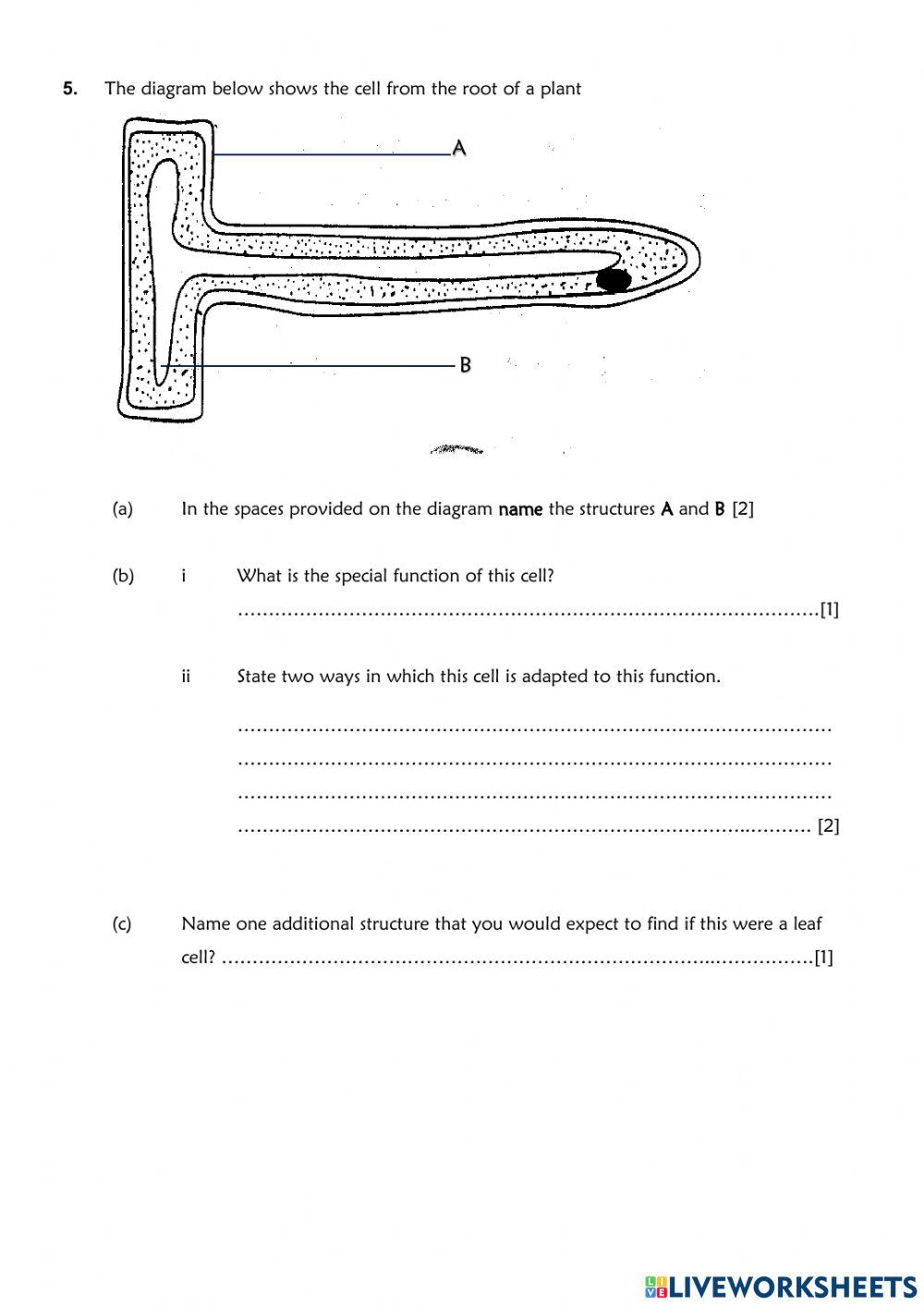 Exercise Specialised cell (Root hair cell) 4274933