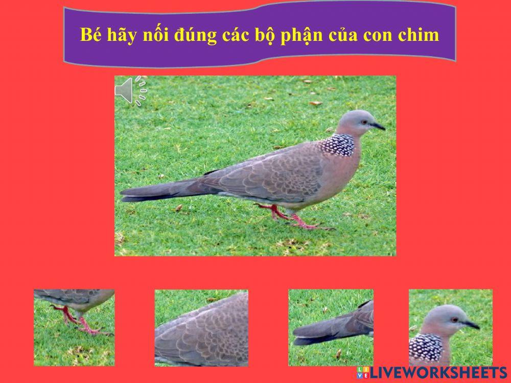 2666215 | KHÁM PHÁ CON CHIM. | duongthiluan