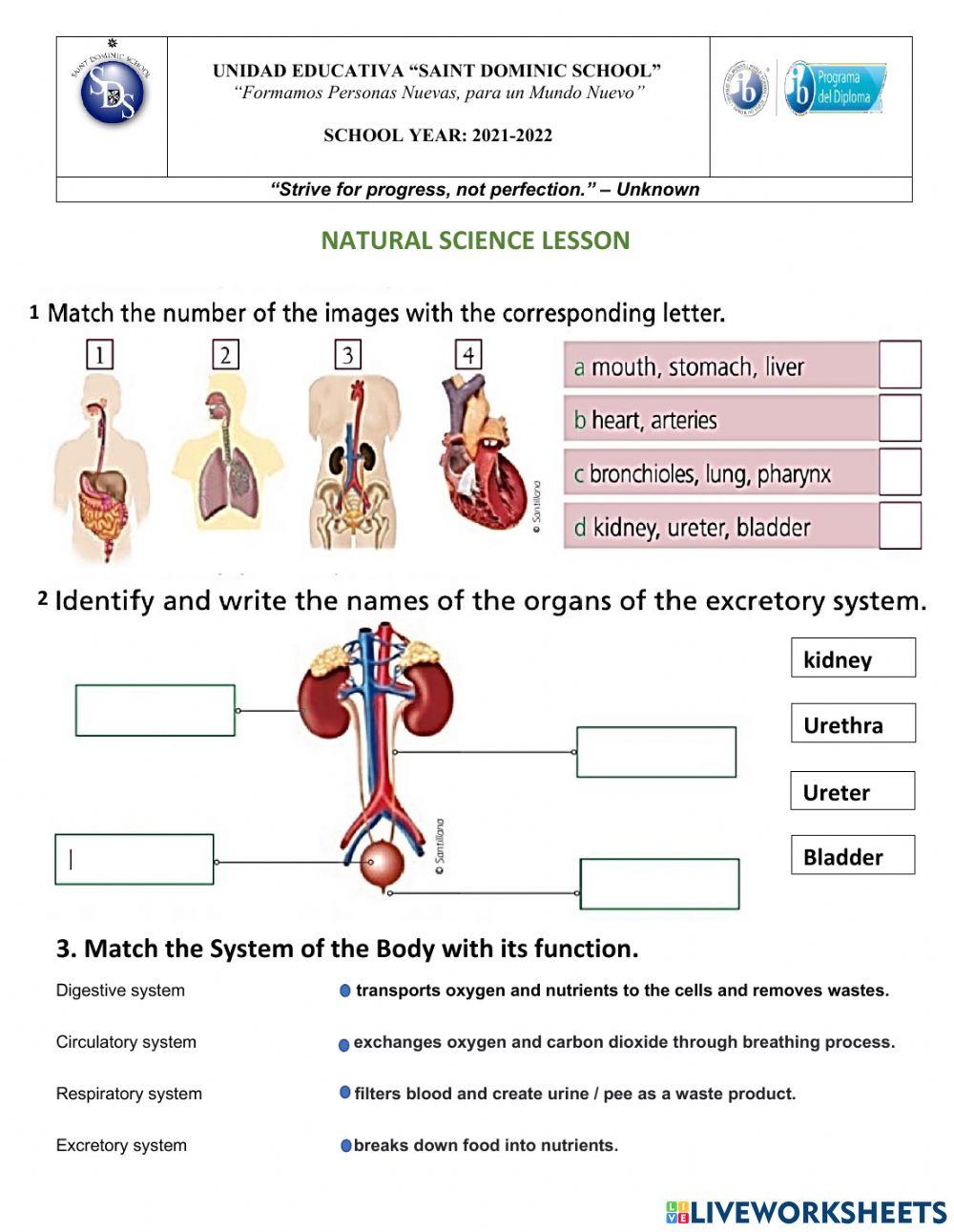 Human Body Systems Lesson 1782887 | lvguaman | Live
