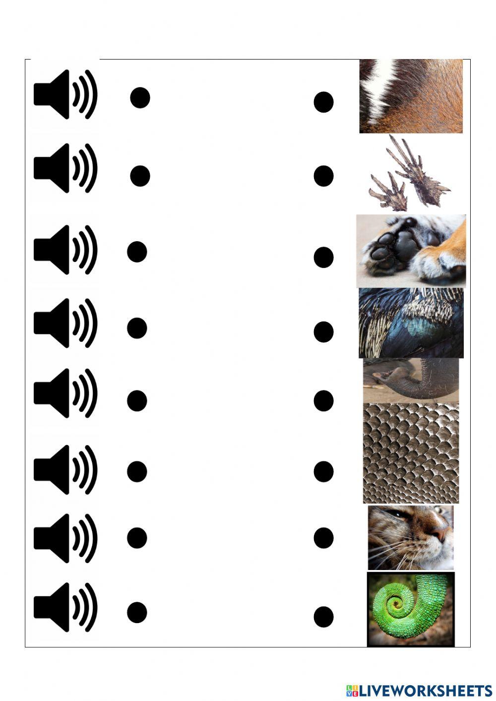 Animals body parts online pdf exercise for 2 | Live Worksheets