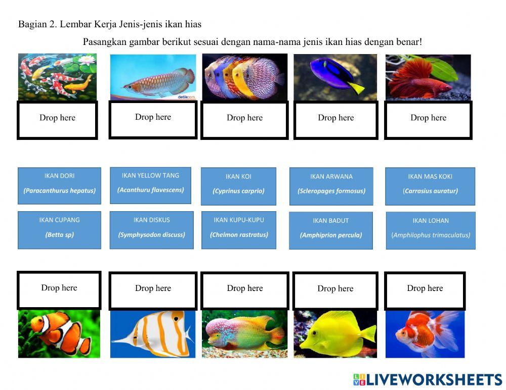 Jenis Ikan Hias Worksheet Live Worksheets