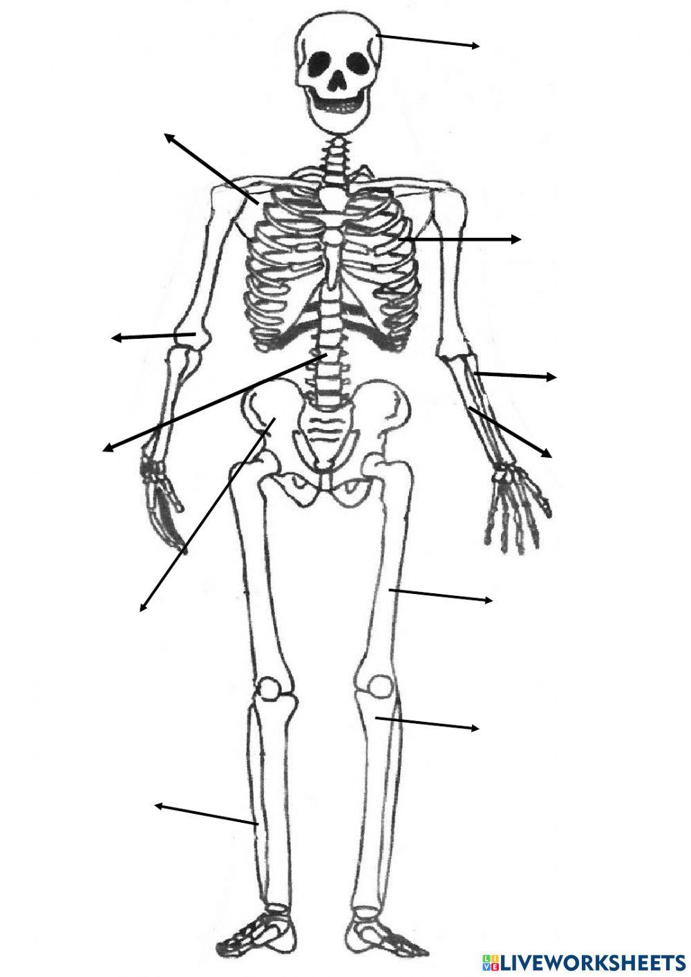 Skeletal System Diagram Unlabeled