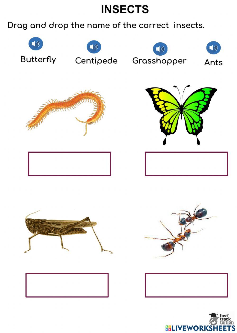 Insects 3 interactive worksheet | Live Worksheets