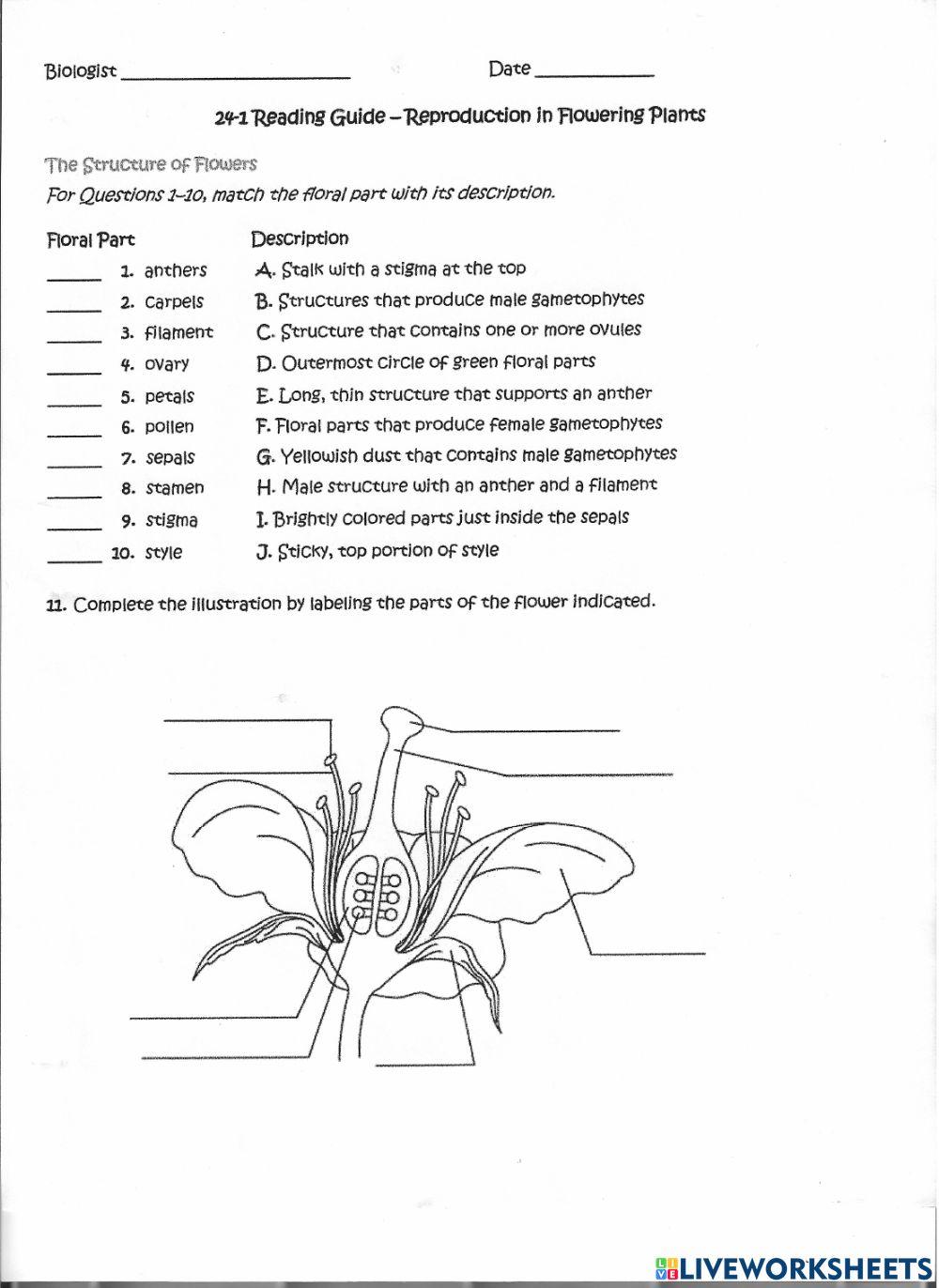 Structures of the Flower online exercise for | Live Worksheets