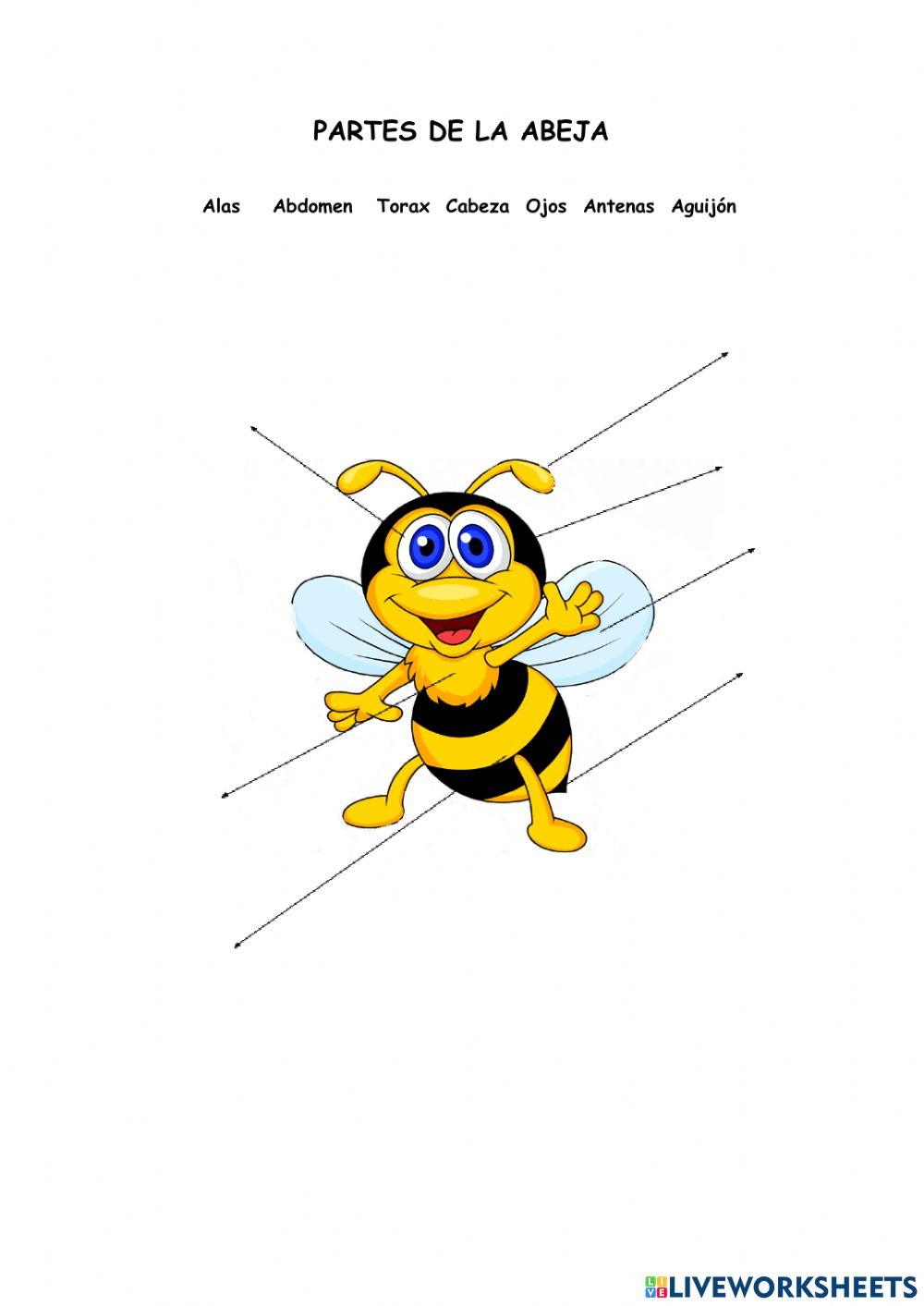 Las partes de la abeja | LiveWorksheets | 1795723