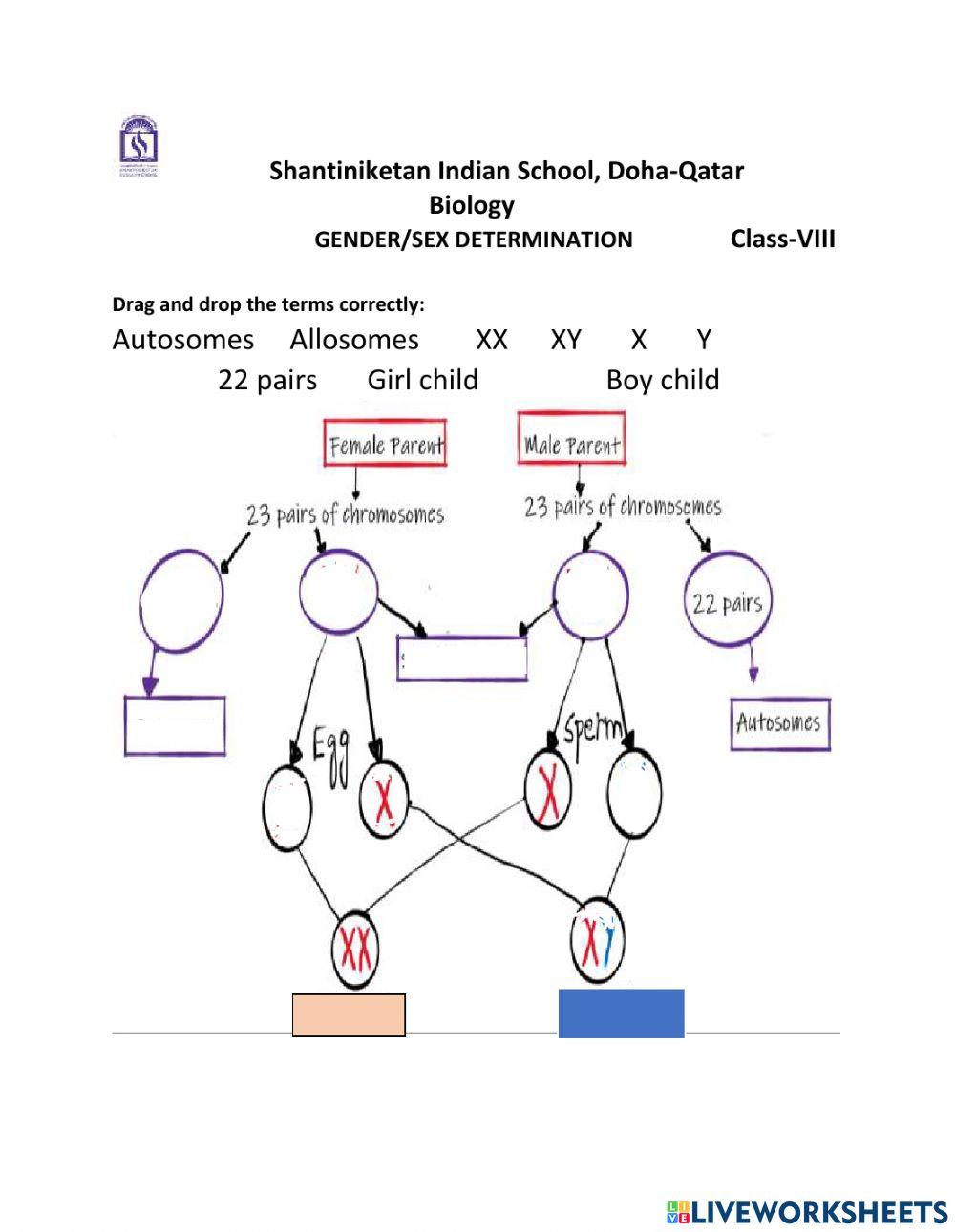 1797798 Sex Determination Shahnazs Liveworksheets