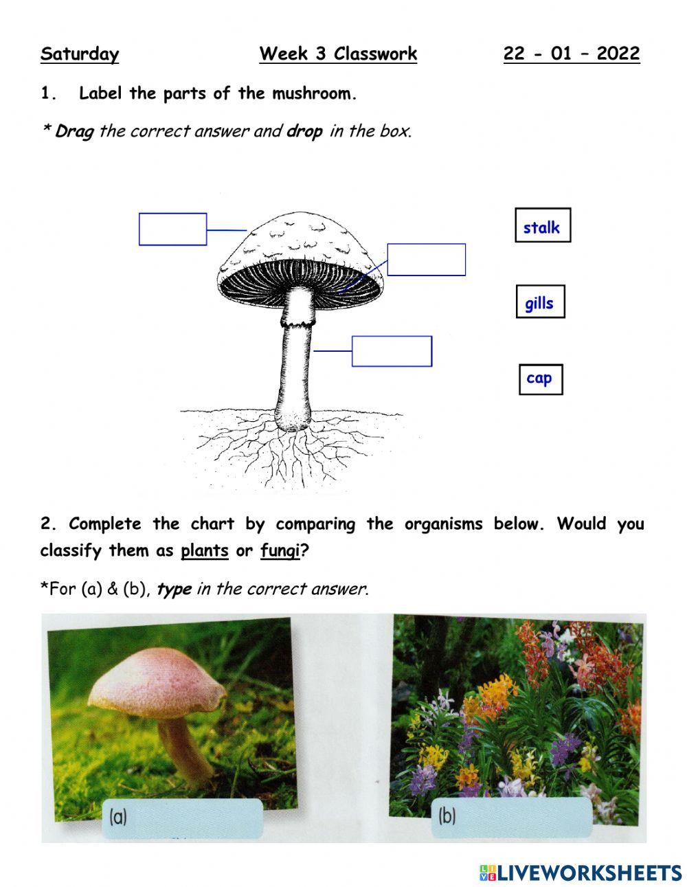 Year 5 Week 3 Classwork online exercise for | Live Worksheets