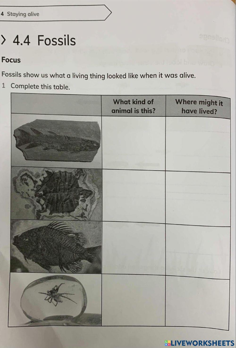 Fossils online exercise for | Live Worksheets