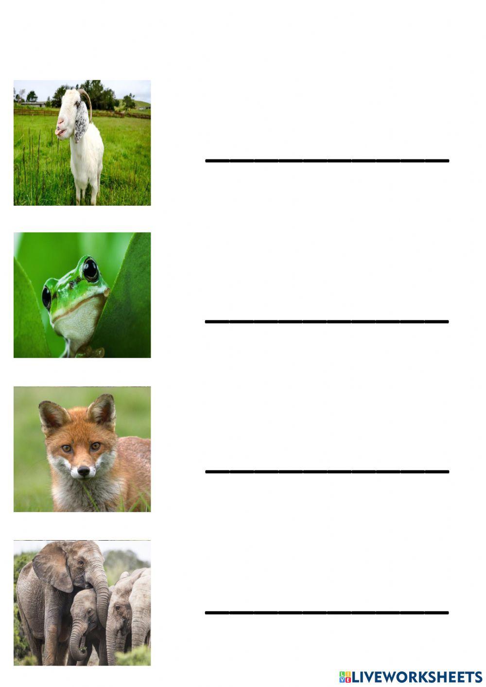 Write the animal words worksheet | Live Worksheets