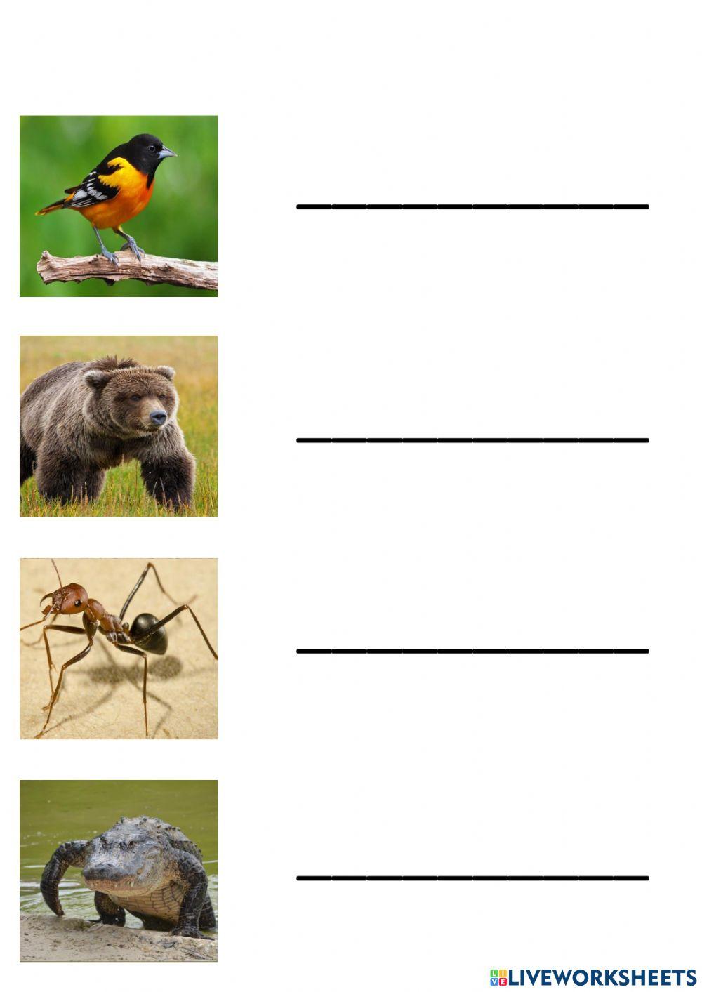 Write the animal words worksheet | Live Worksheets