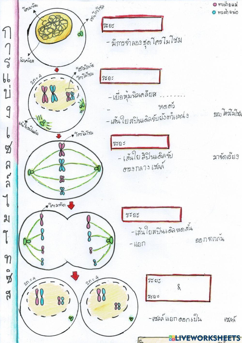Mitosis online pdf exercise for high school | Live Worksheets
