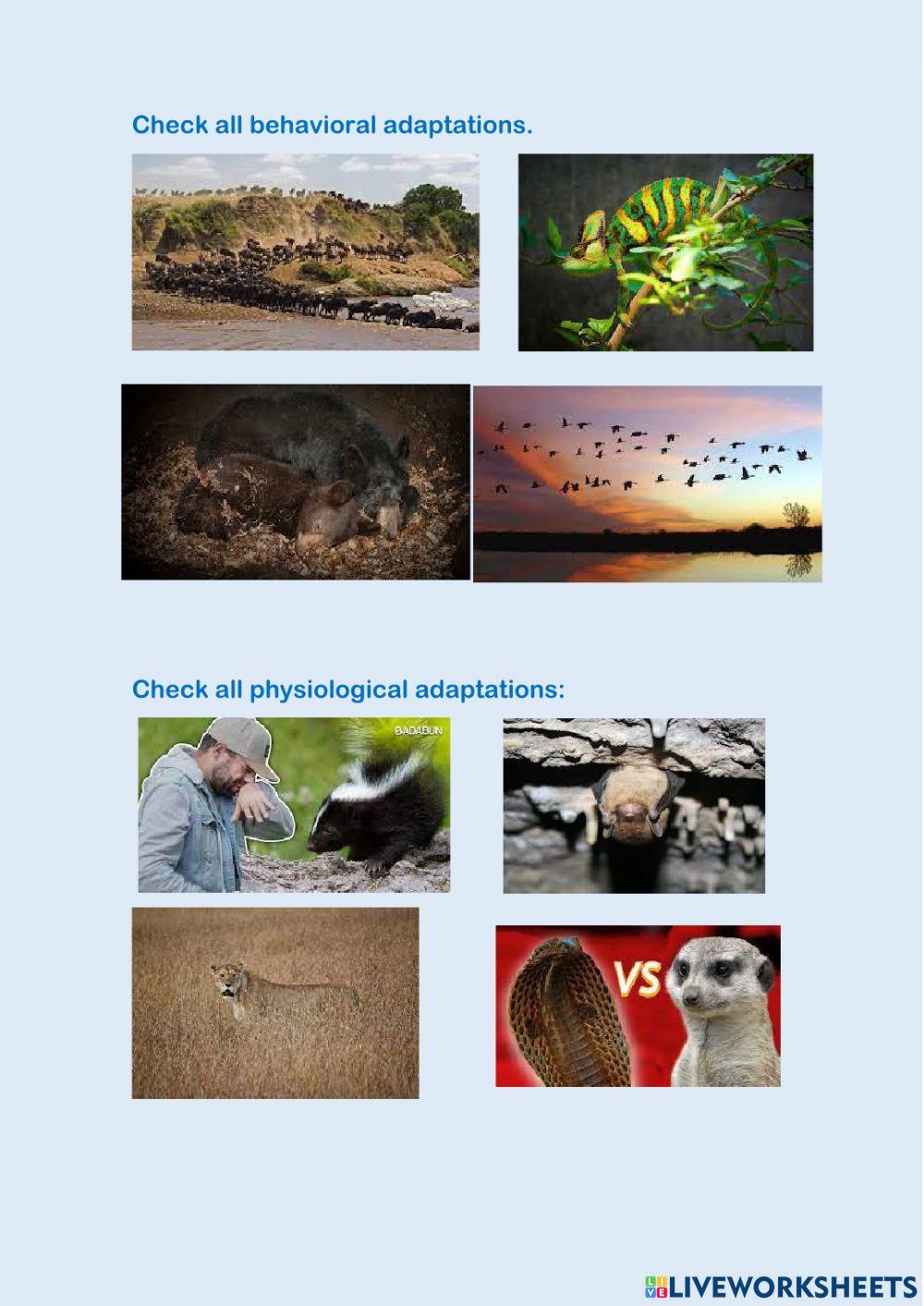 Adaptations online exercise for | Live Worksheets