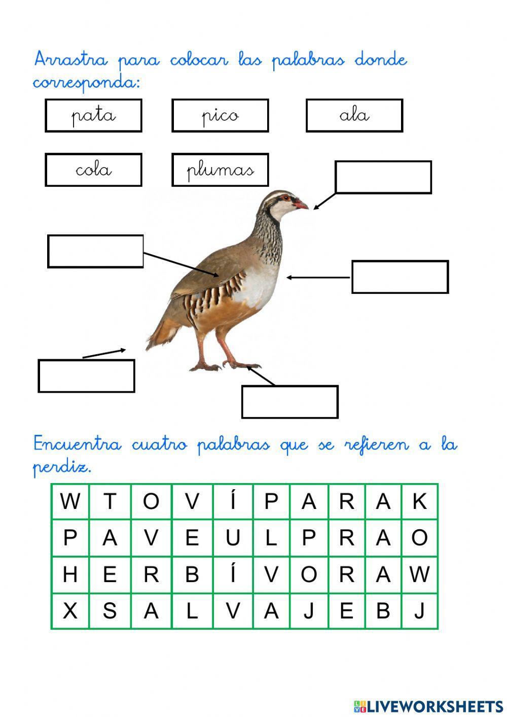 1802987 | Descripción de un ave. La perdíz | Jesús