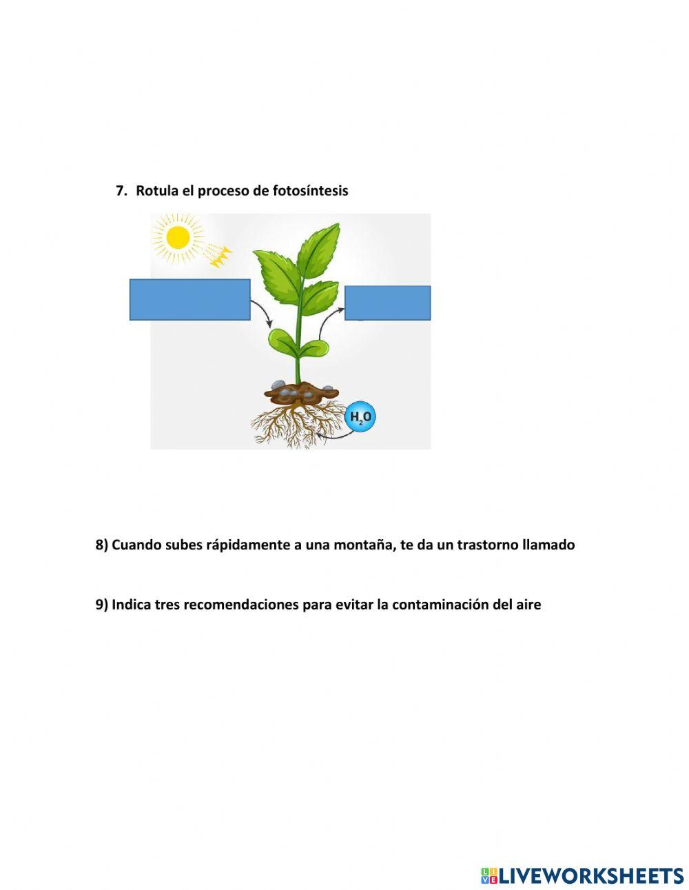 Ccnn free worksheet | Live Worksheets