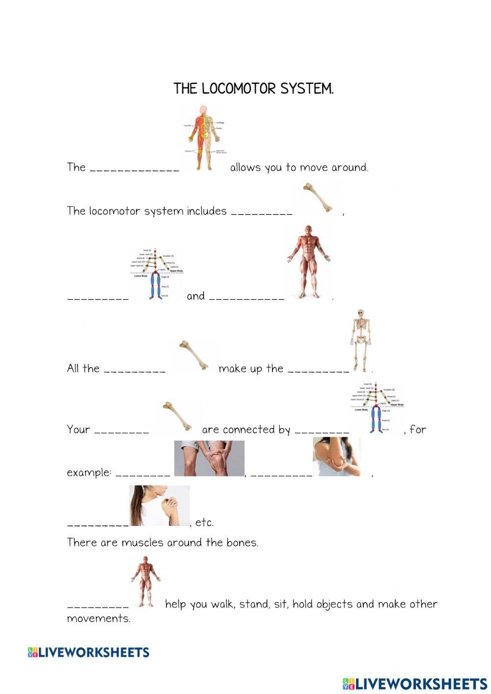 The locomotor s… | Free Interactive Worksheets | 1806678