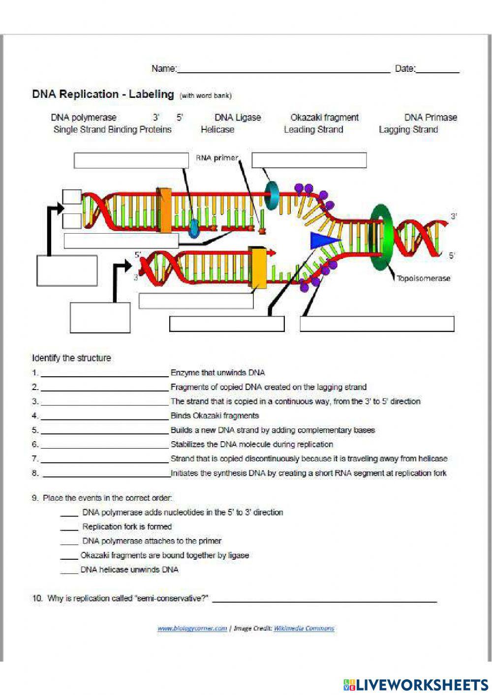 6814272 | DNA Replication | nyoka davis | LiveWorksheets