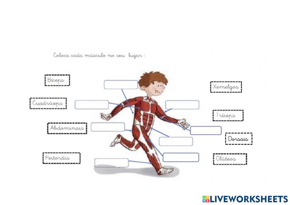 Os músculos interactive activity | Live Worksheets