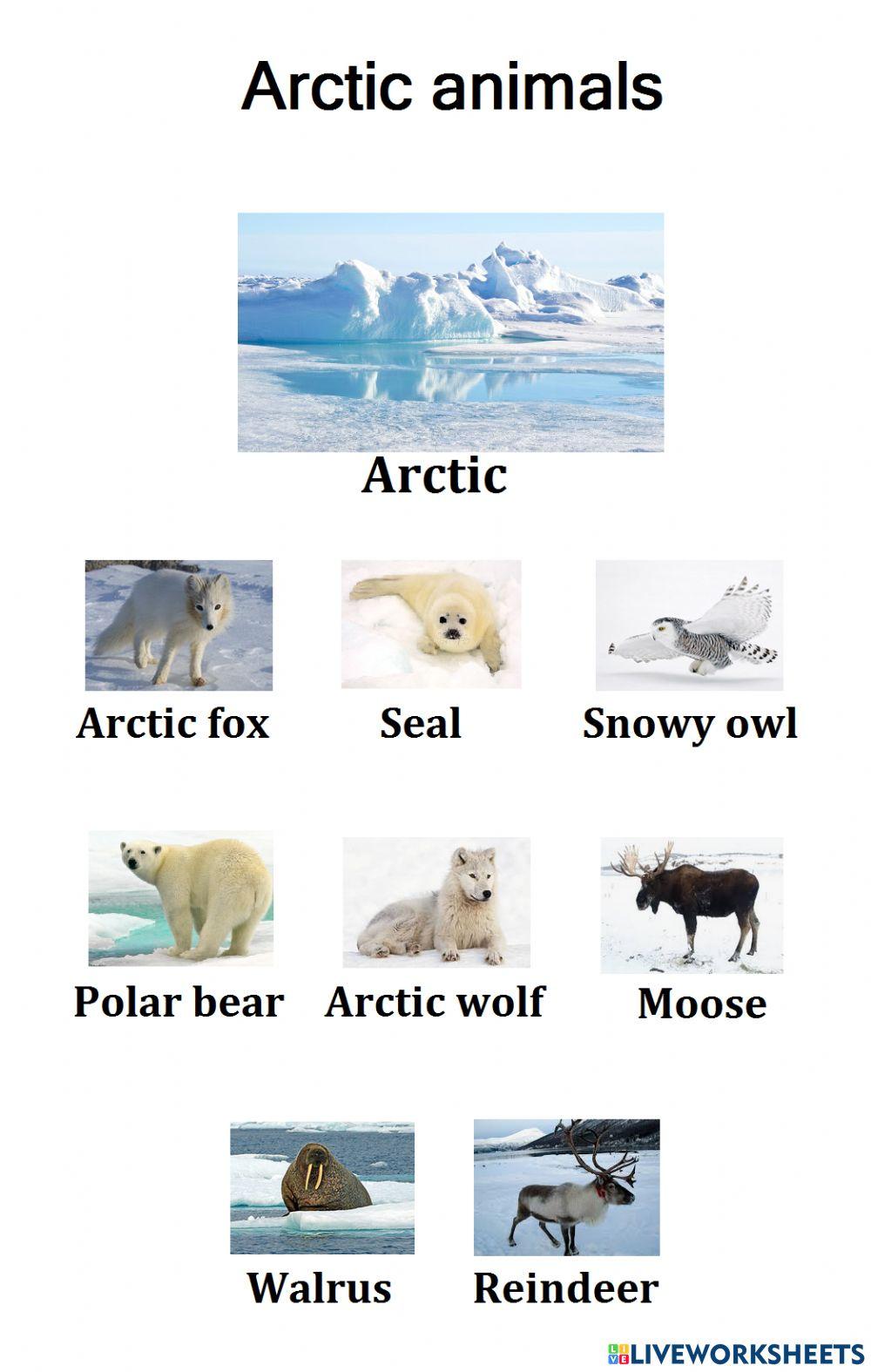 1806873 | Arctic animals | Myroshka | LiveWorksheets
