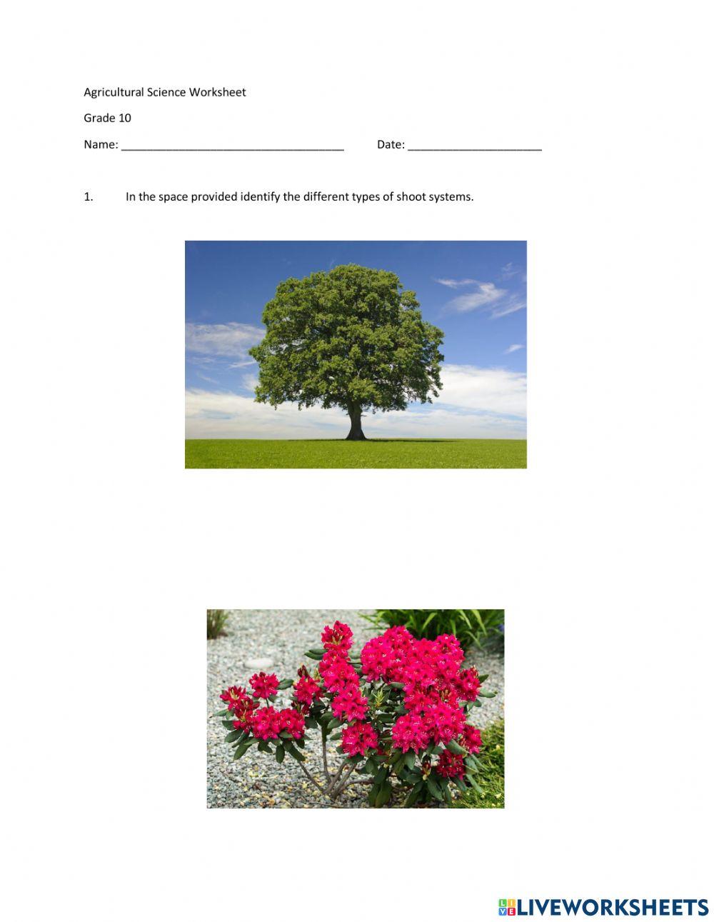 Types of Shoot Systems online exercise for | Live Worksheets