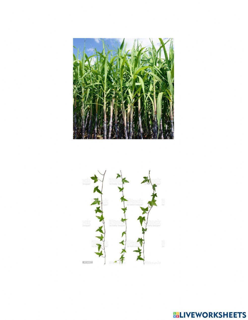 Types of Shoot Systems online exercise for | Live Worksheets