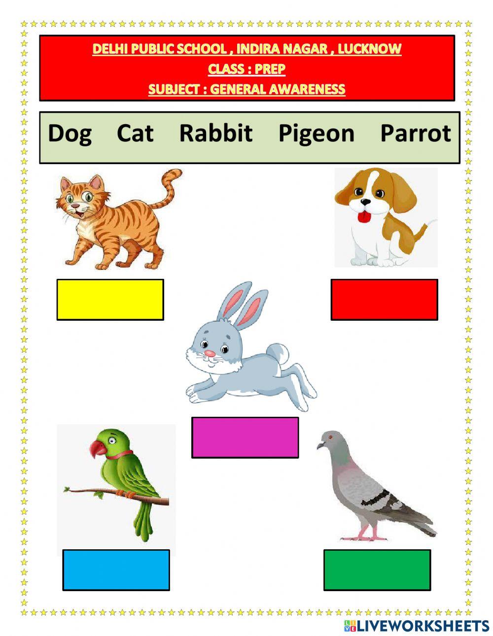 Pet animals and birds interactive worksheet | Live Worksheets