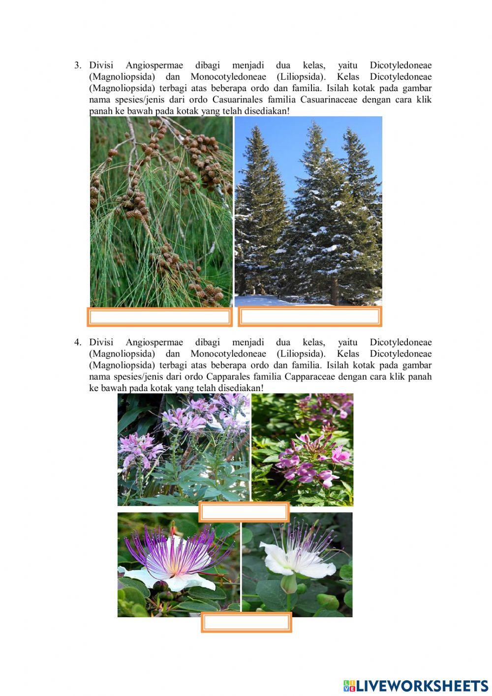 Angiospermae worksheet | Live Worksheets