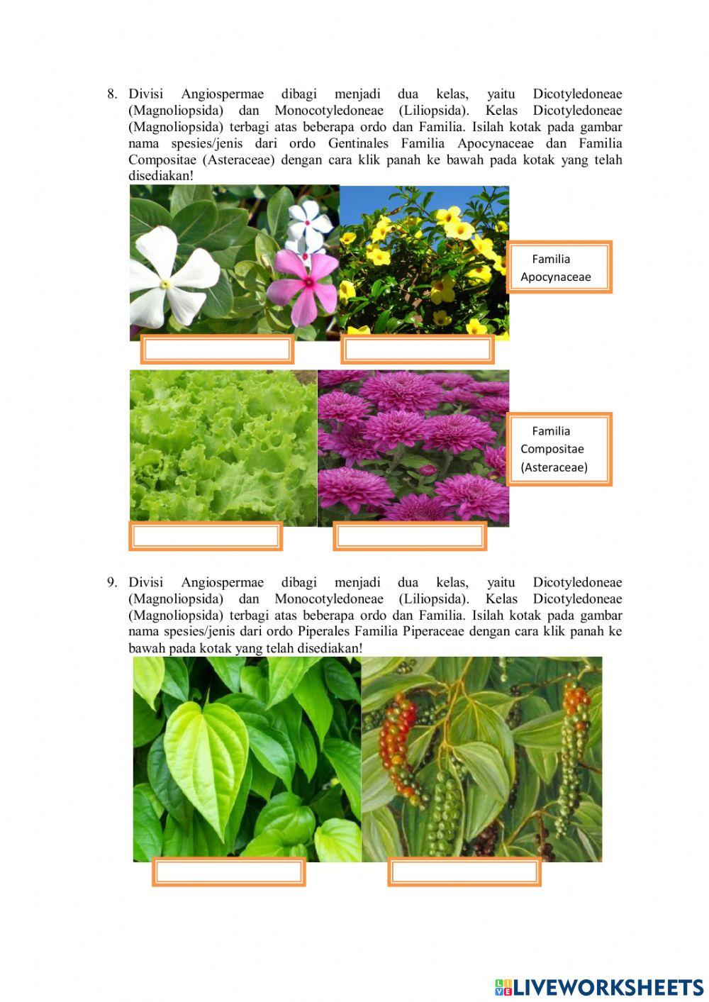Angiospermae worksheet | Live Worksheets