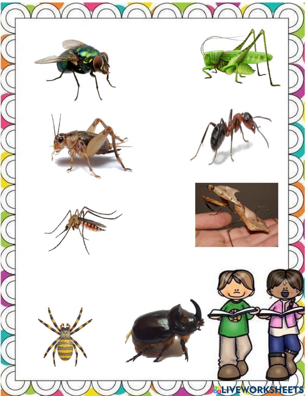 INSECTS III online exercise for | Live Worksheets