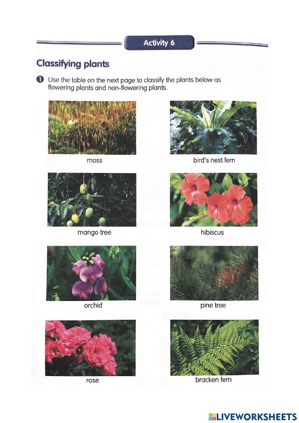 Classifying plants exercise | Live Worksheets Classifying plants exercise | Live Worksheets