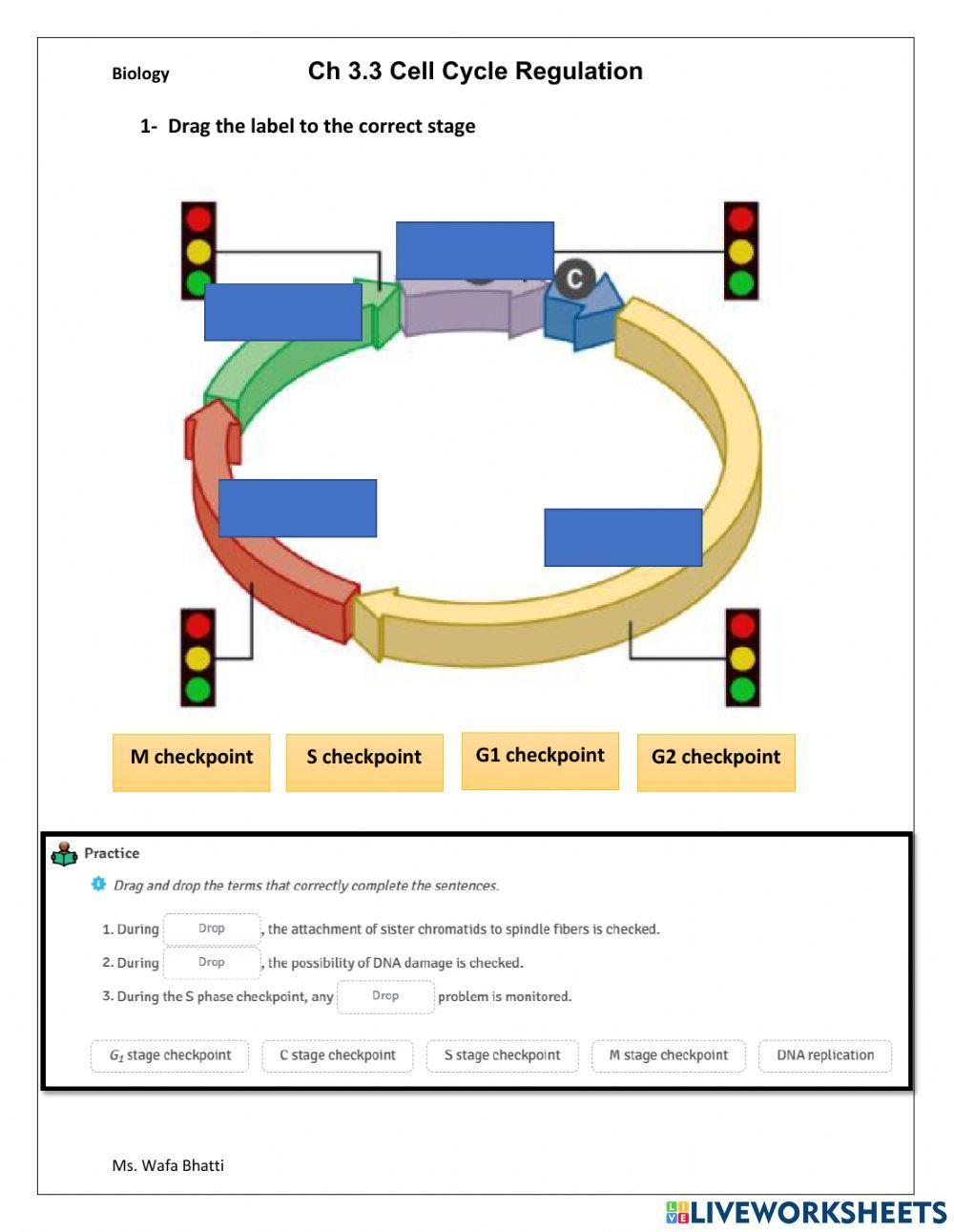 cell cycle worksheet