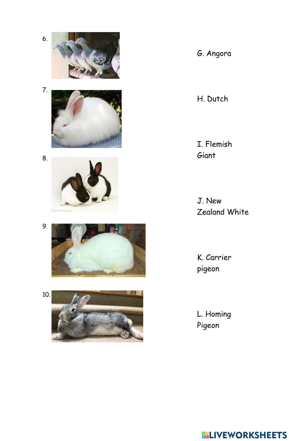 2693326 | HELE 4 Review | j_ann | LiveWorksheets