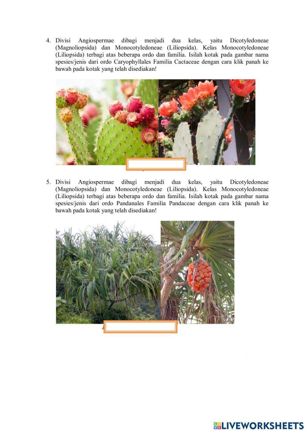 Angiospermae 1820778 | EVAIRAWATI | LiveWorksheets