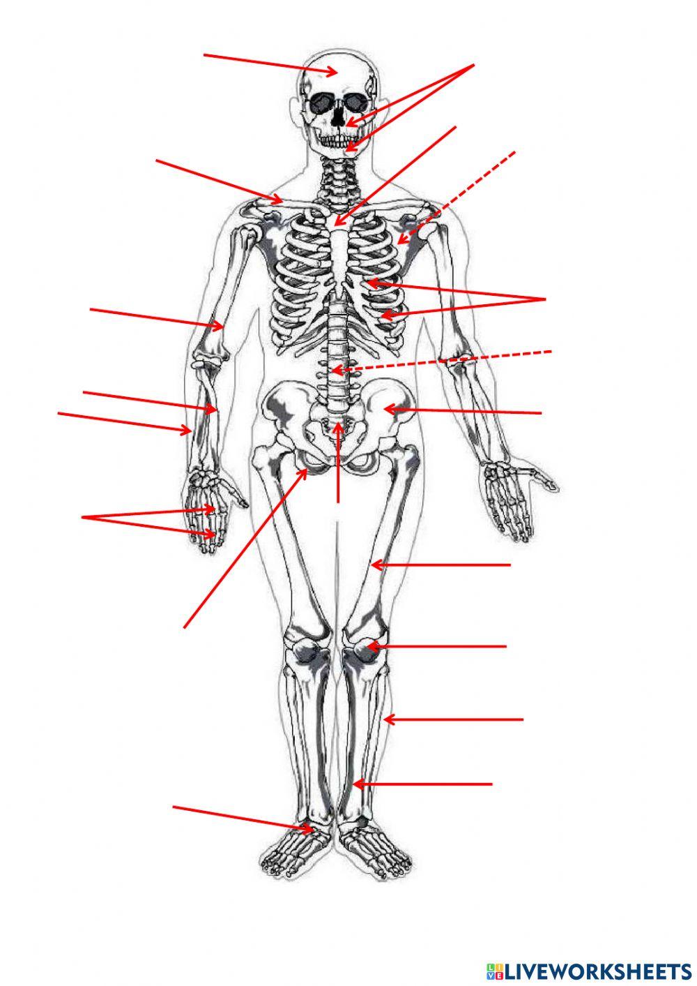 fitxa EX esquelet online exercise for | Live Worksheets