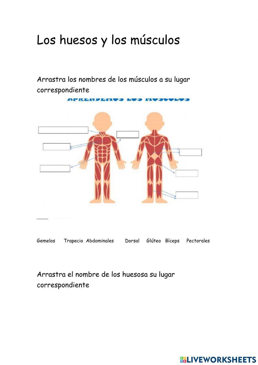 Huesos y musculos worksheet | Live Worksheets