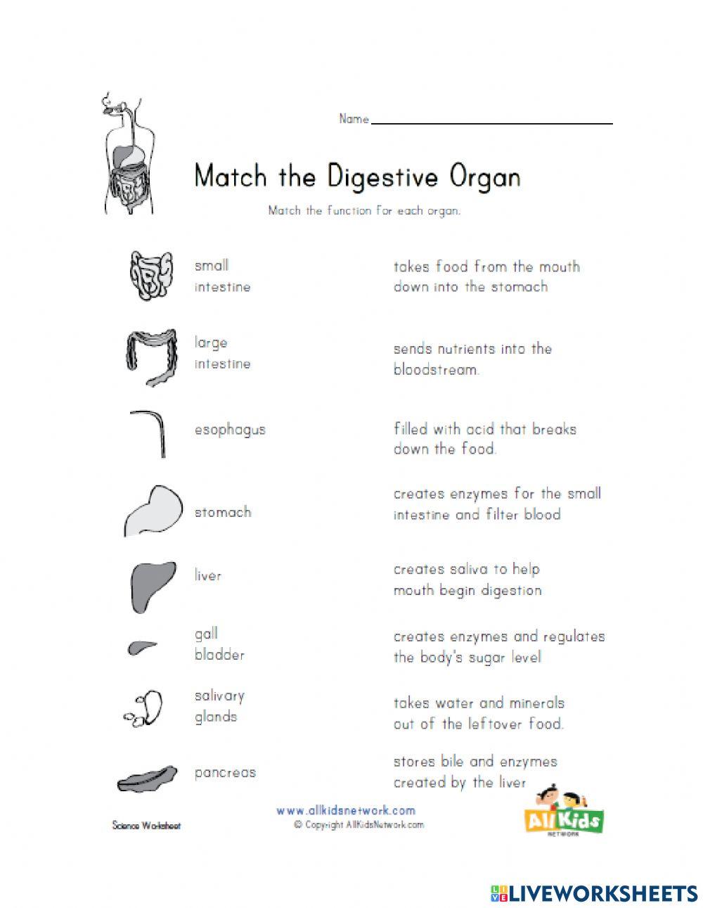5285682 | Match the Parts of the Digestive System