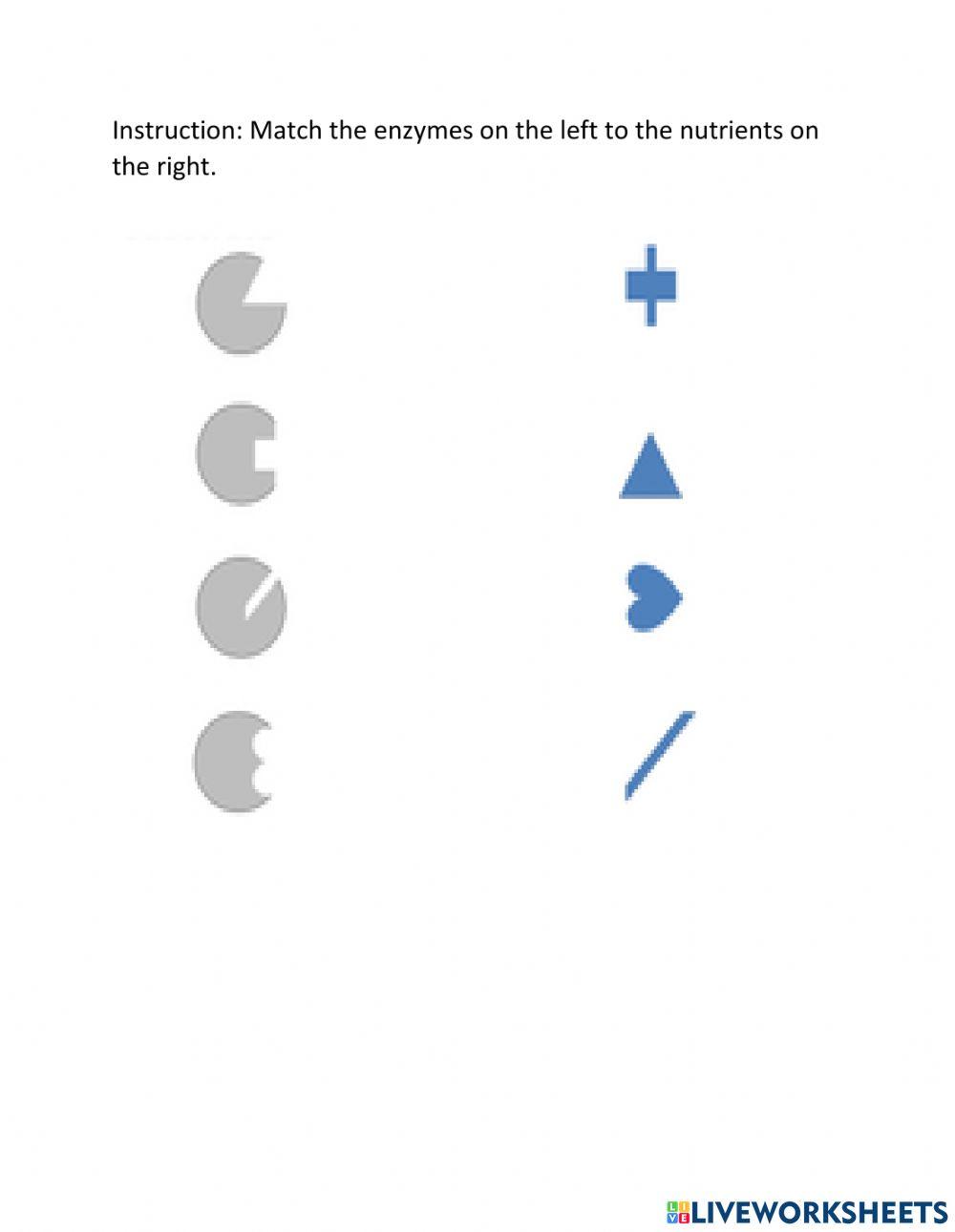 5285682 | Match the Parts of the Digestive System
