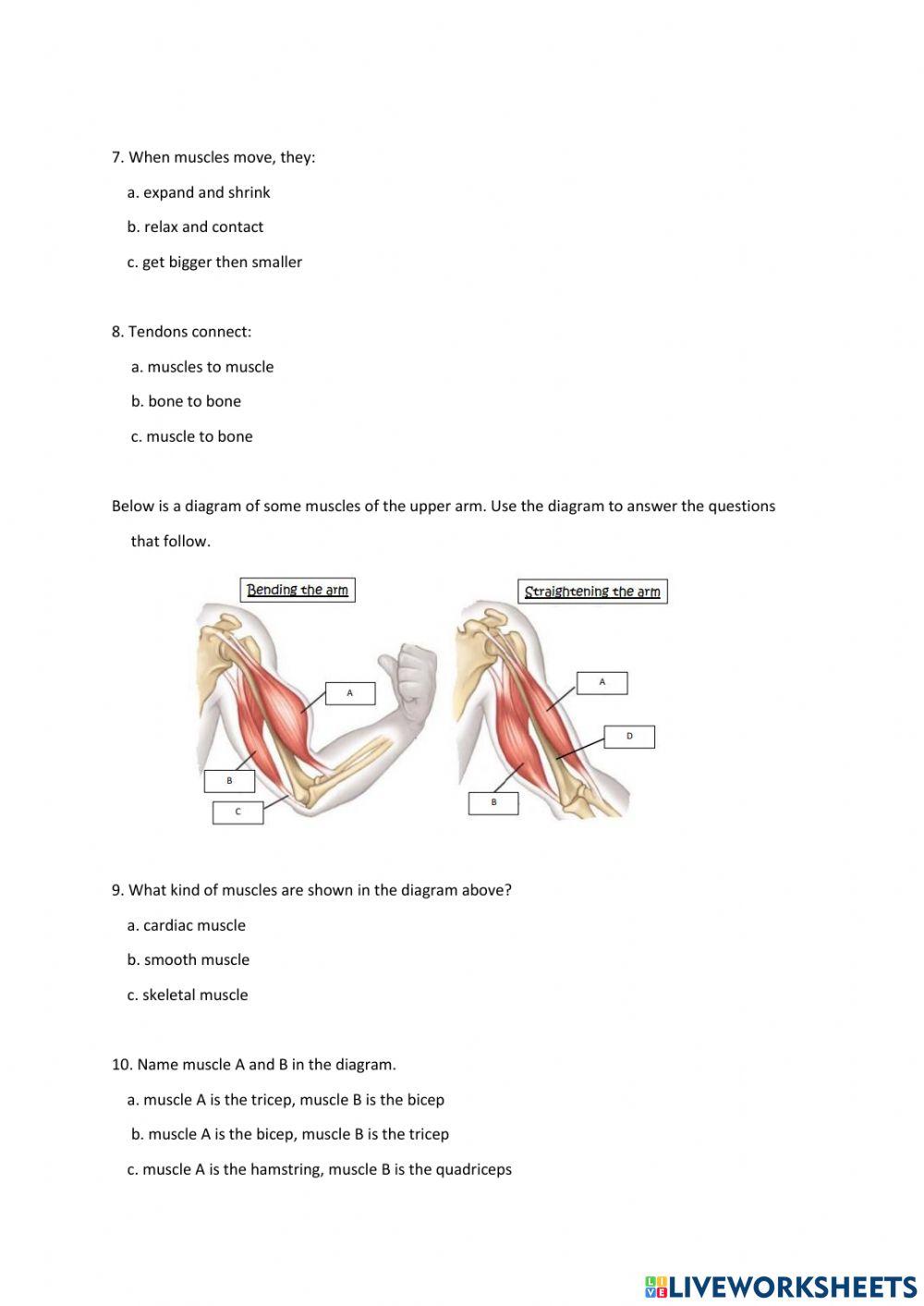 Muscular System Test Online Exercise For Live Worksheets muscular-system-test-online-exercise-for-live-worksheets