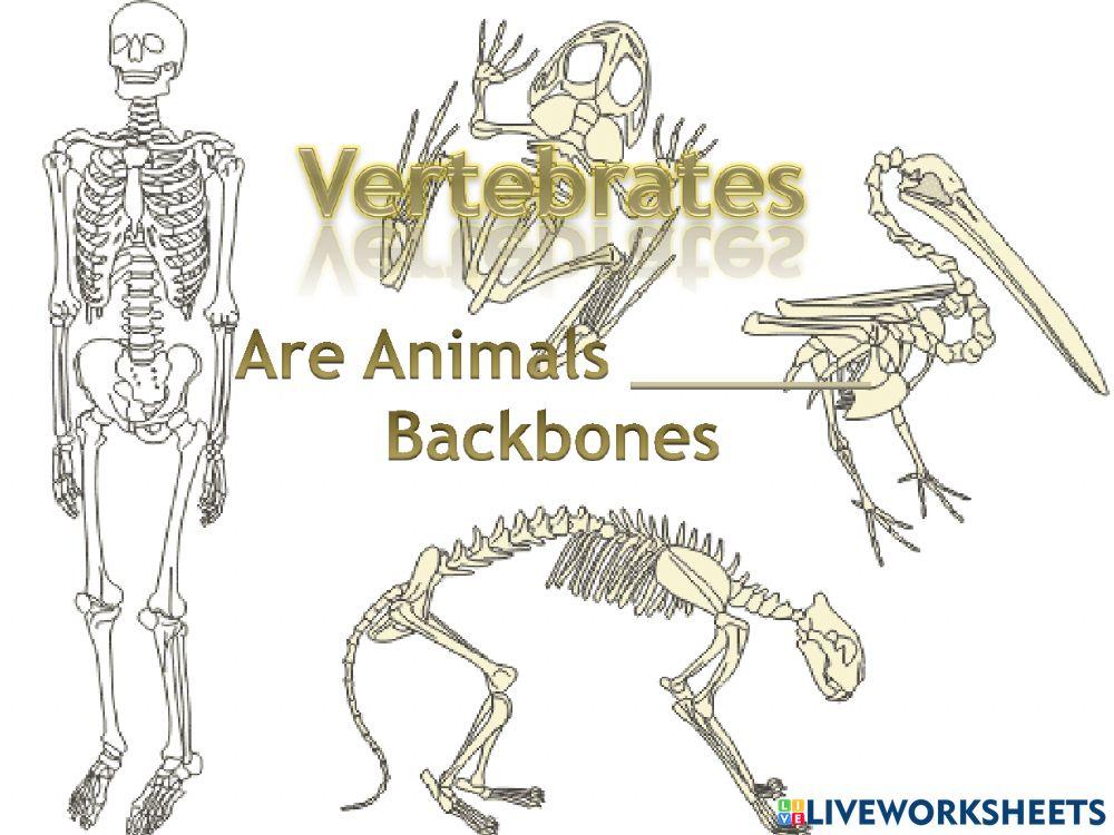 1824147 | Vertebrates and invertebrates | pabloalamo