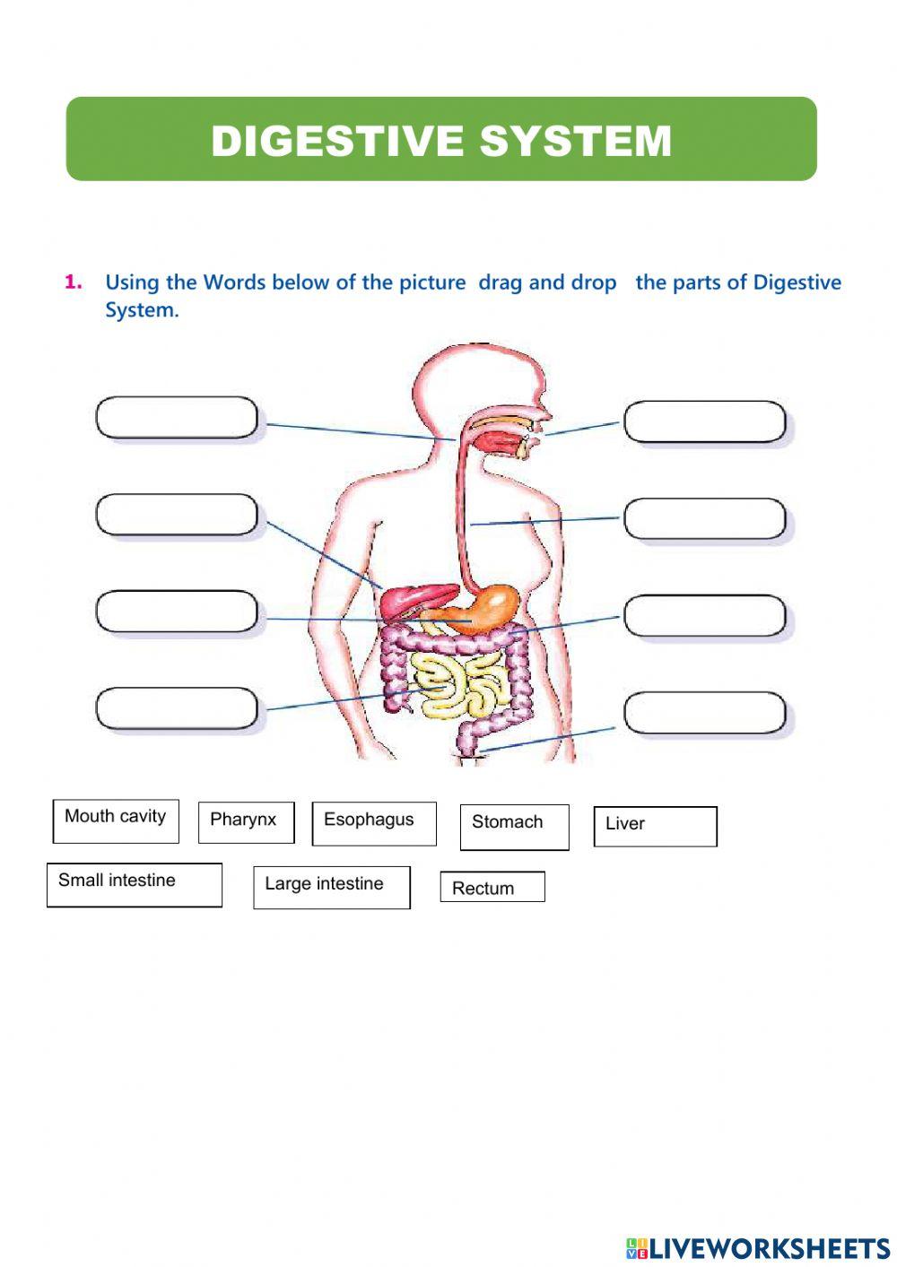 1825230 | Digestive System | yulissa lopez