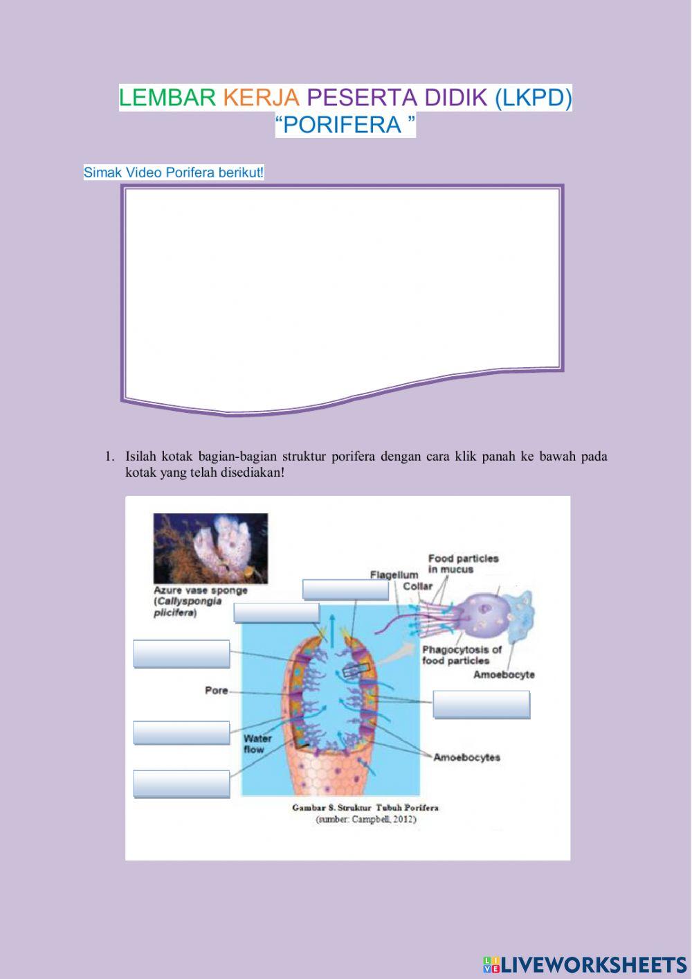 Porifera worksheet | Live Worksheets