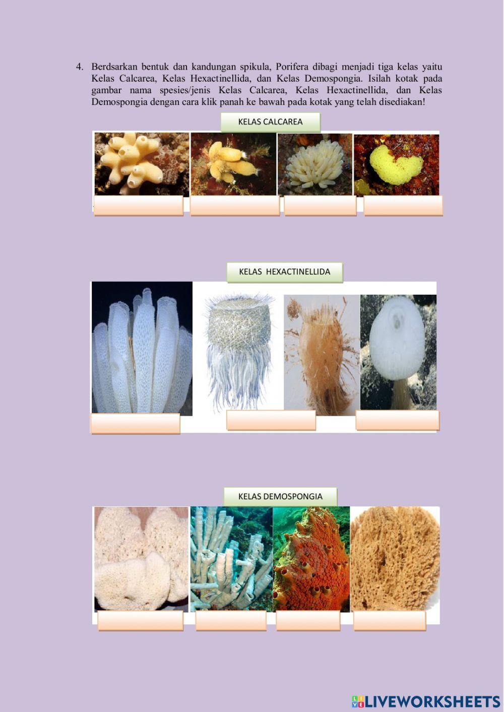 Porifera 1826999 | EVAIRAWATI | LiveWorksheets