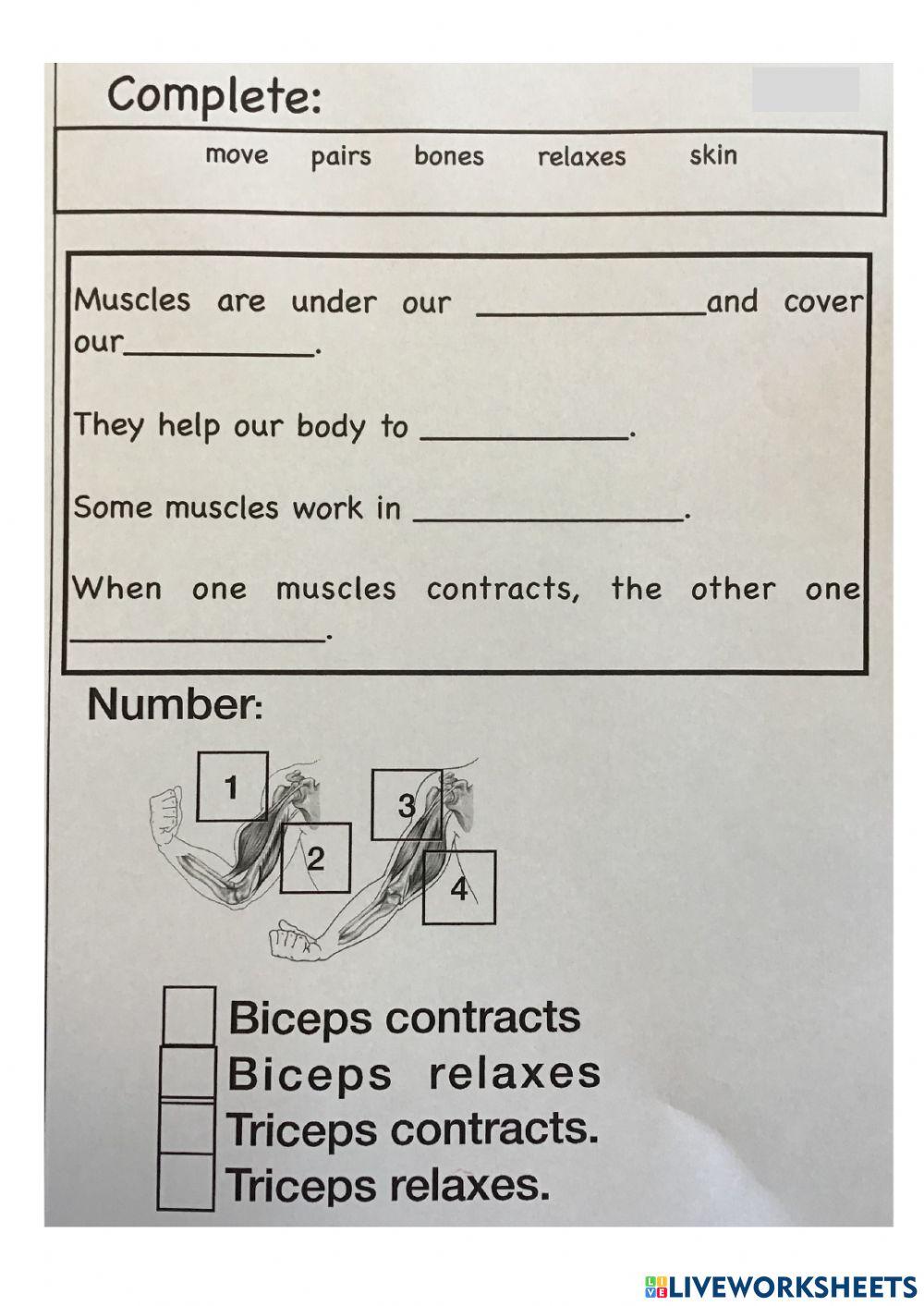 Muscles | Free Interactive Worksheets | 1827659