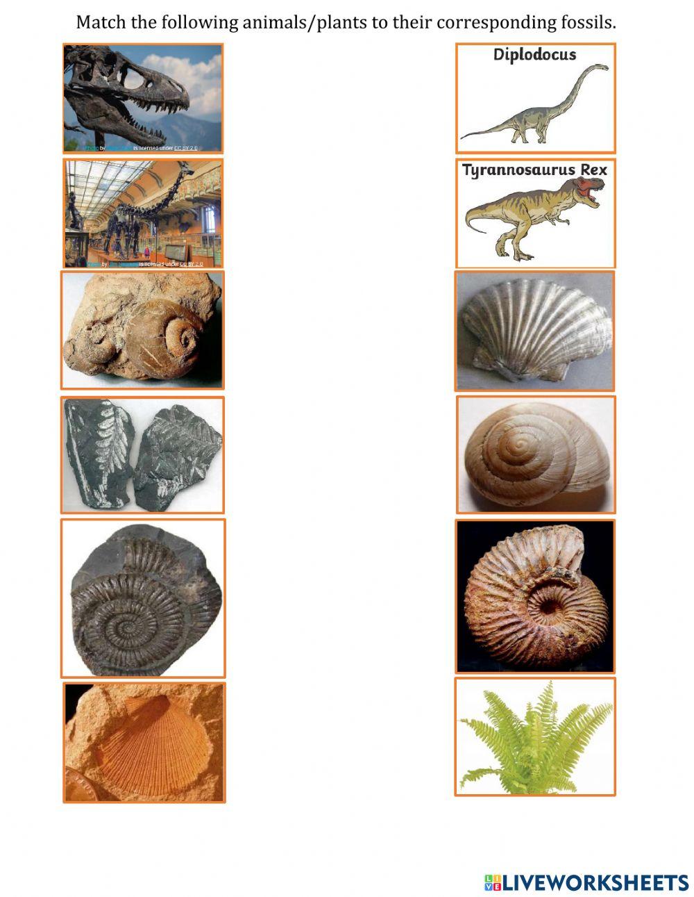 Y3 Science Work… | Free Interactive Worksheets | 5286410