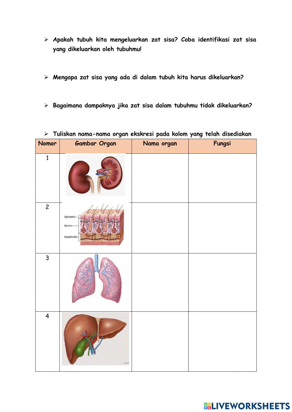 Lkpd Sistem Eksresi Worksheet Live Worksheets - vrogue.co Lkpd Sistem Eksresi Worksheet Live Worksheets - vrogue.co